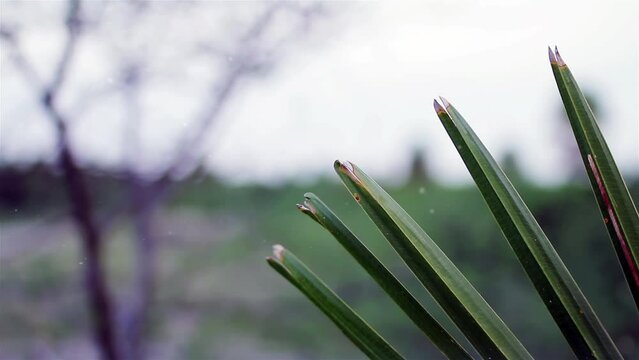 "Sharp Leaves" - Images et vidéos libres de droits | Adobe Stock