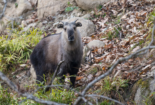 "Sichuan Takin" Images – Browse 240 Stock Photos, Vectors, and Video ...