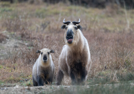 "Sichuan Takin" Images – Browse 280 Stock Photos, Vectors, and Video ...