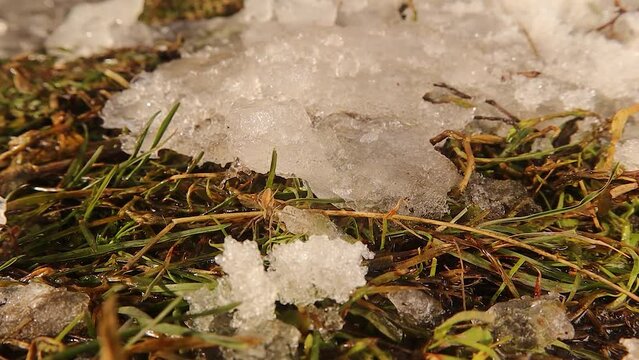 "Water Spider" Images – Browse 335 Stock Photos, Vectors, and Video ...