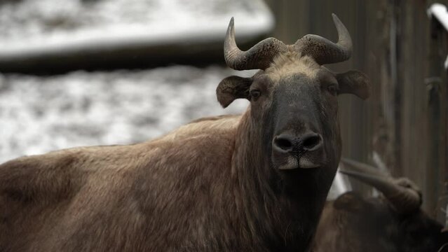 "Sichuan Takin" Images – Browse 280 Stock Photos, Vectors, and Video ...