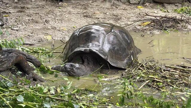 "Big Turtle" Images – Browse 516 Stock Photos, Vectors, and Video ...