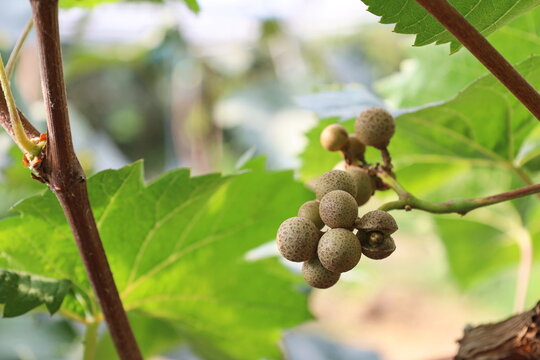 "Stunted Growth" Images – Browse 819 Stock Photos, Vectors, and Video ...