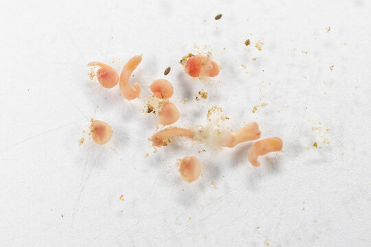 Anisakiasis Images – Browse 118 Stock Photos, Vectors, and Video ...