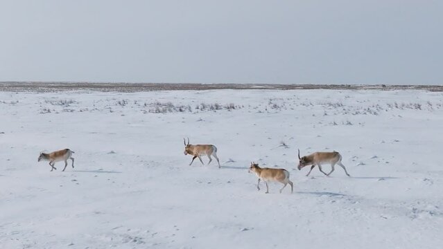 "Saiga Tatarica" Images – Browse 2,618 Stock Photos, Vectors, and Video ...
