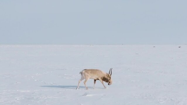 "Saiga Tatarica" Images – Browse 2,618 Stock Photos, Vectors, and Video ...