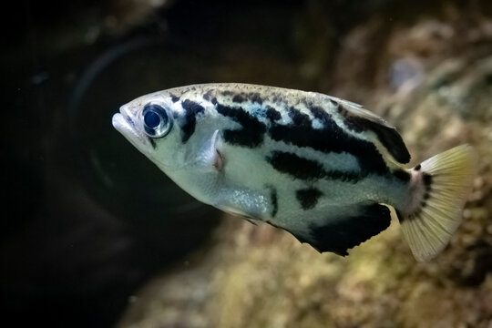 รูปภาพArcher-Fish – เลือกดูภาพถ่ายสต็อก เวกเตอร์ และวิดีโอ414 | Adobe Stock