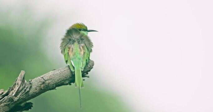 "Green Bee Eater" Images – Browse 817 Stock Photos, Vectors, and Video ...