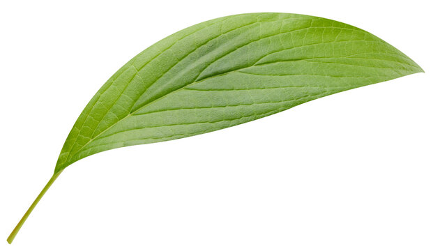 "Mango Leaf" Images – Browse 1,477 Stock Photos, Vectors, and Video ...