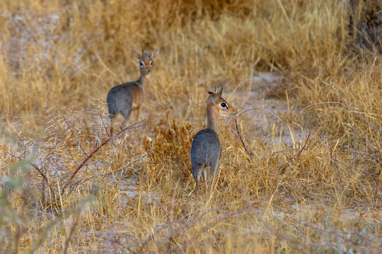 Bokke Images – Browse 222 Stock Photos, Vectors, and Video | Adobe Stock