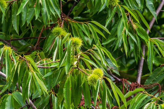 "Chestnut Fruit" Images – Browse 325 Stock Photos, Vectors, and Video ...