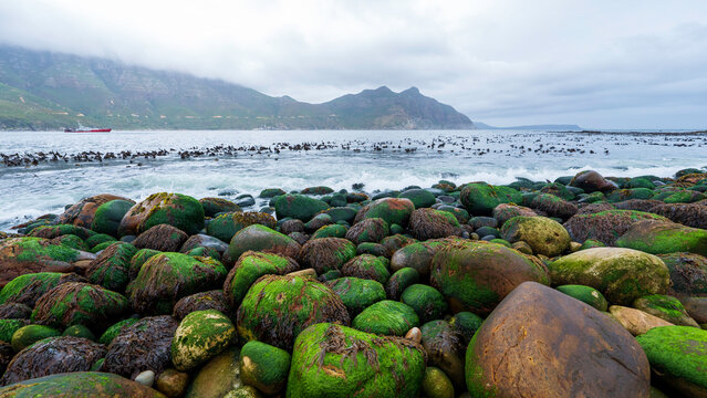 "Hout Bay" Images – Browse 1,913 Stock Photos, Vectors, and Video ...