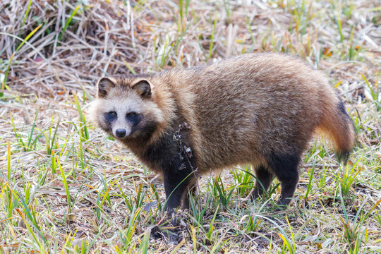 Asiatic Raccoon"」の写真素材 | 7,285件の無料イラスト画像 | Adobe Stock