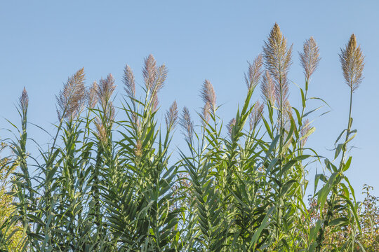 "Miscanthus Giganteus" Images – Browse 148 Stock Photos, Vectors, and ...