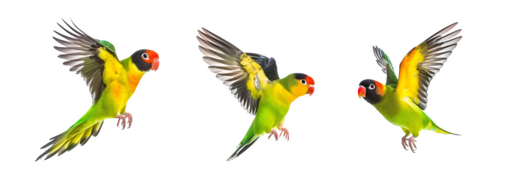 "Masked Lovebird" Images – Browse 530 Stock Photos, Vectors, and Video | Adobe Stock