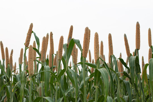 Bajra Images – Browse 1,765 Stock Photos, Vectors, and Video | Adobe Stock