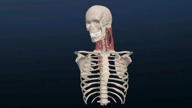 Neutral-Null-Methode Bilder – Durchsuchen 793 Archivfotos ...