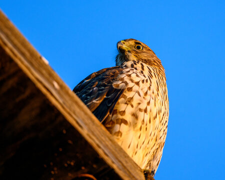 "Cooper Hawk" Images – Browse 1,819 Stock Photos, Vectors, and Video ...