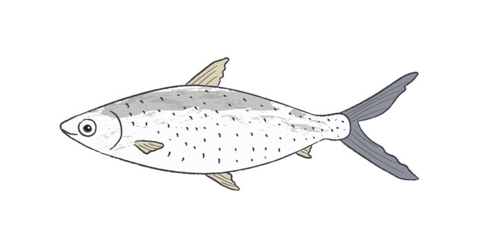 "Milk Fish" Images – Browse 1,484 Stock Photos, Vectors, and Video ...