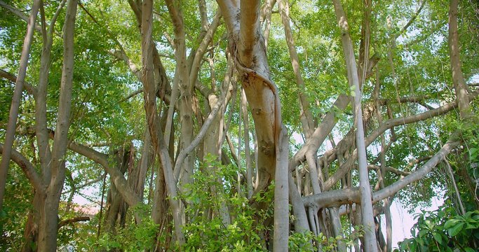 Prop Root Of Banyan Tree