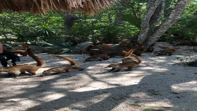 "Feeding Frenzy" Images – Browse 1,664 Stock Photos, Vectors, and Video ...