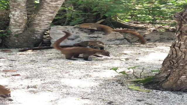 "Feeding Frenzy" Images – Browse 1,664 Stock Photos, Vectors, and Video ...