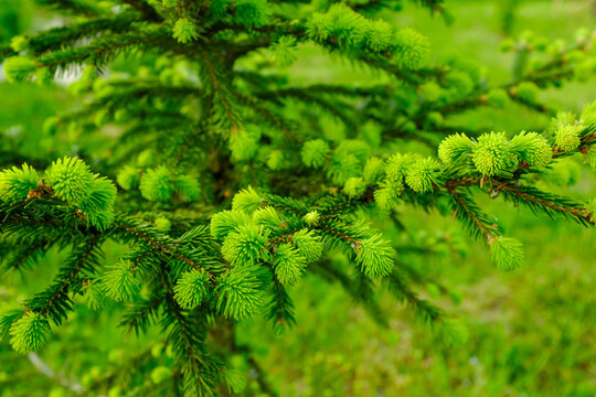 Fir-Tree Images – Browse 98,827 Stock Photos, Vectors, and Video ...