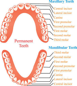 "Permanent Teeth" Images – Browse 1,657 Stock Photos, Vectors, and ...