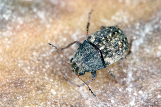Anthribidae Images – Browse 151 Stock Photos, Vectors, and Video ...