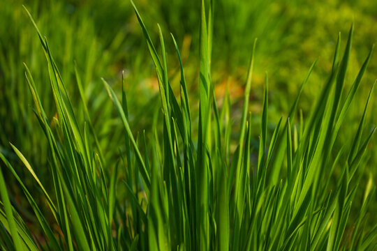 "Green Grass Background" Images – Browse 2,981 Stock Photos, Vectors ...