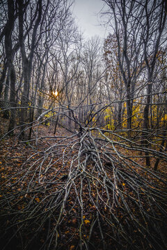 "Empty Trees"-Bilder: Stock-Fotos & -Videos. | Adobe Stock