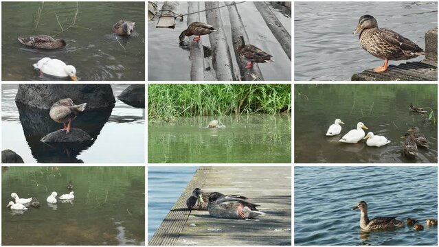 "White Mallard" Images – Browse 106 Stock Photos, Vectors, and Video ...