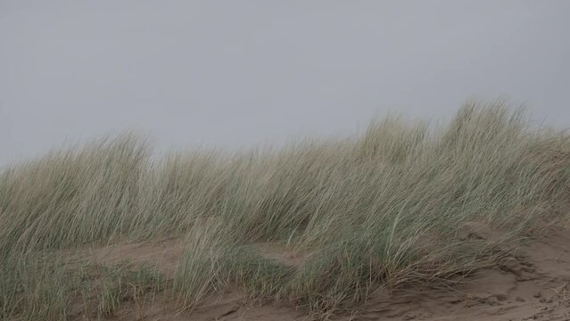 Obrázky Beachgrass – procházejte fotografie, vektory a videa 19,113 | Adobe Stock