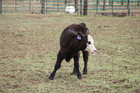 Animal Blowing Bubbles Images – Browse 2,739 Stock Photos, Vectors, and ...