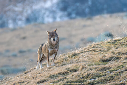 Imágenes de "Italian Wolf": descubre bancos de fotos, ilustraciones ...