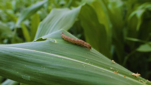 "Fall Armyworm" Images – Browse 613 Stock Photos, Vectors, and Video ...