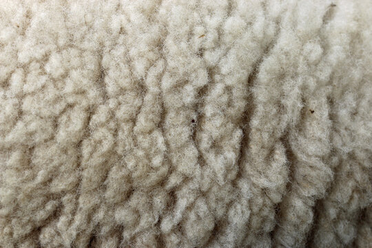 "Sheep Wool" Images – Browse 98,386 Stock Photos, Vectors, and Video ...