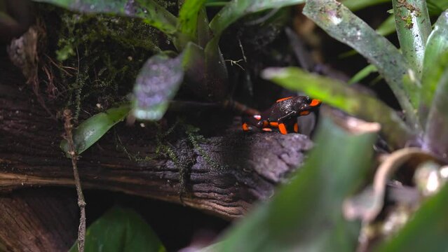 Jamaica Frogs