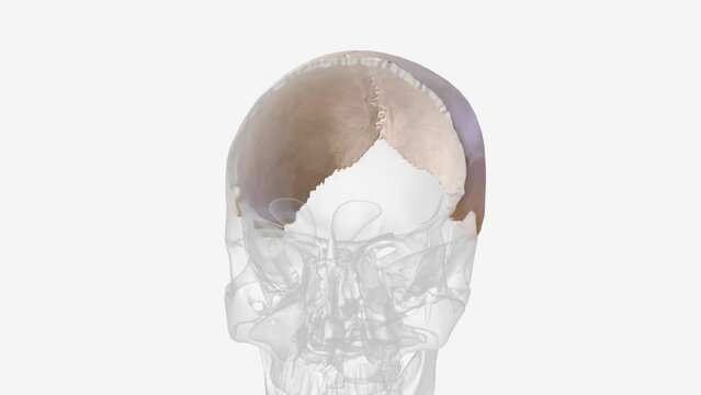 "Parietal Bone" Images – Browse 1,245 Stock Photos, Vectors, and Video ...