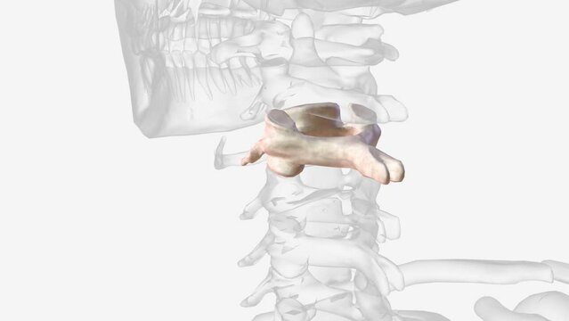 "Spinous Process" Images – Browse 583 Stock Photos, Vectors, and Video ...