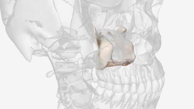 "Os Palatinum" Bilder – Durchsuchen 509 Archivfotos, Vektorgrafiken und ...
