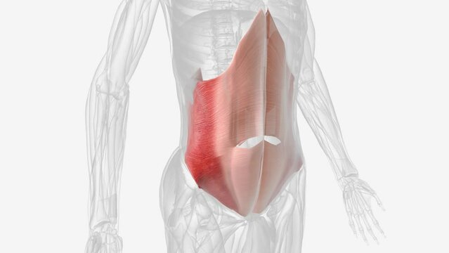 "Transversus Abdominis" Images – Browse 1,947 Stock Photos, Vectors ...