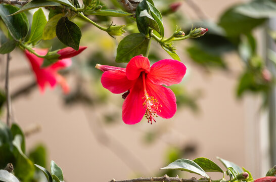 Joba Images – Browse 150 Stock Photos, Vectors, and Video | Adobe Stock