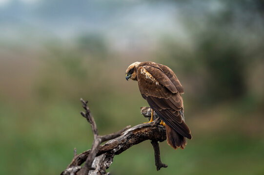 "Eastern Marsh Harrier" Images – Browse 289 Stock Photos, Vectors, and ...