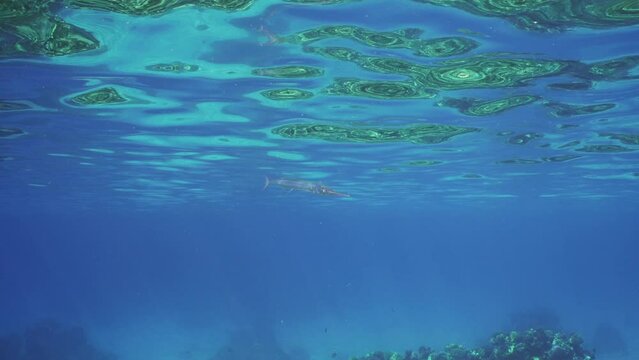 "Sea Needle" Images – Browse 5,816 Stock Photos, Vectors, and Video ...