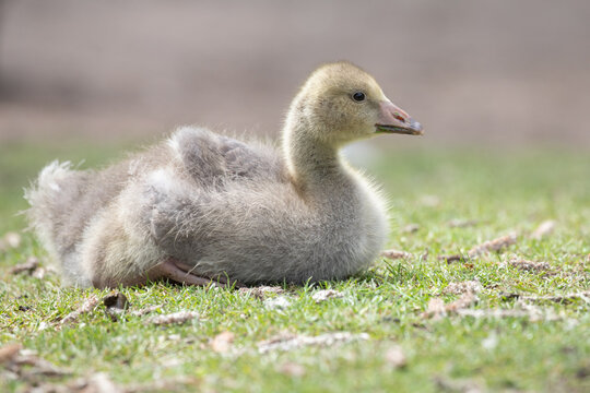 "Baby Goose" Images – Browse 729 Stock Photos, Vectors, and Video ...