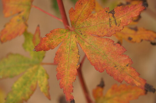 รูปภาพVivero – เลือกดูภาพถ่ายสต็อก เวกเตอร์ และวิดีโอ1,996 | Adobe Stock