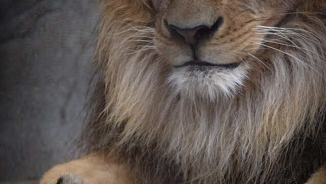 Cheilosis-Bilder: Stock-Fotos & -Videos. | Adobe Stock