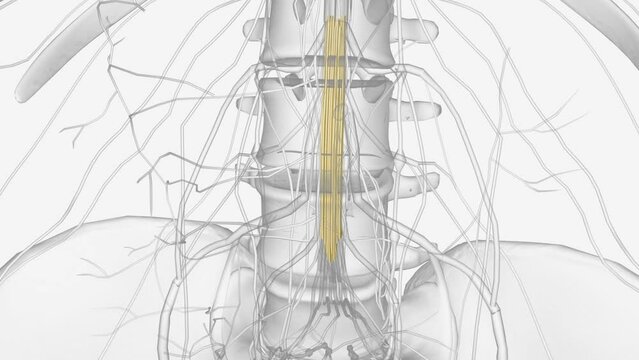 Cauda Images – Browse 1,745 Stock Photos, Vectors, and Video | Adobe Stock