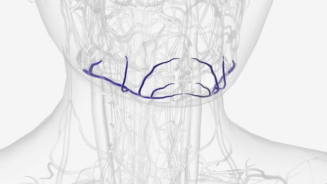 Submental 이미지 – 찾아보기 187 스톡 사진, 벡터 및 비디오 | Adobe Stock